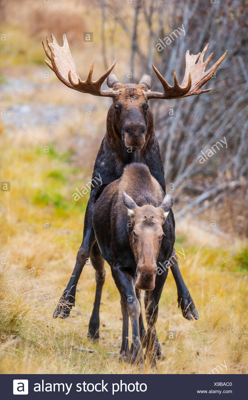 Cow Mating Stock Photos & Cow Mating Stock Images - Alamy