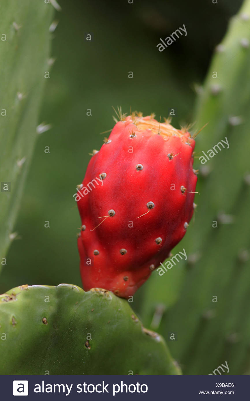 Single Fruit High Resolution Stock Photography and Images - Alamy
