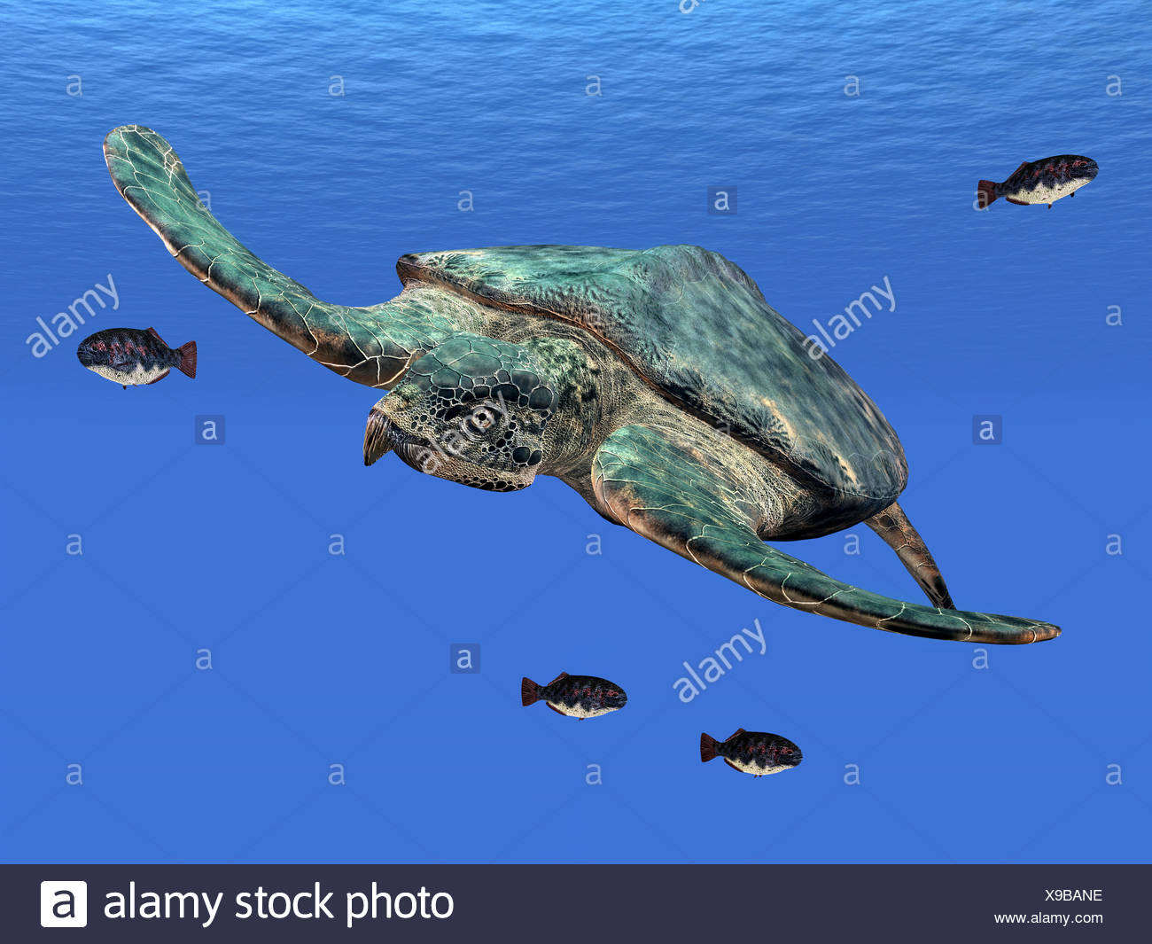 Archelon Stock Photos & Archelon Stock Images - Alamy