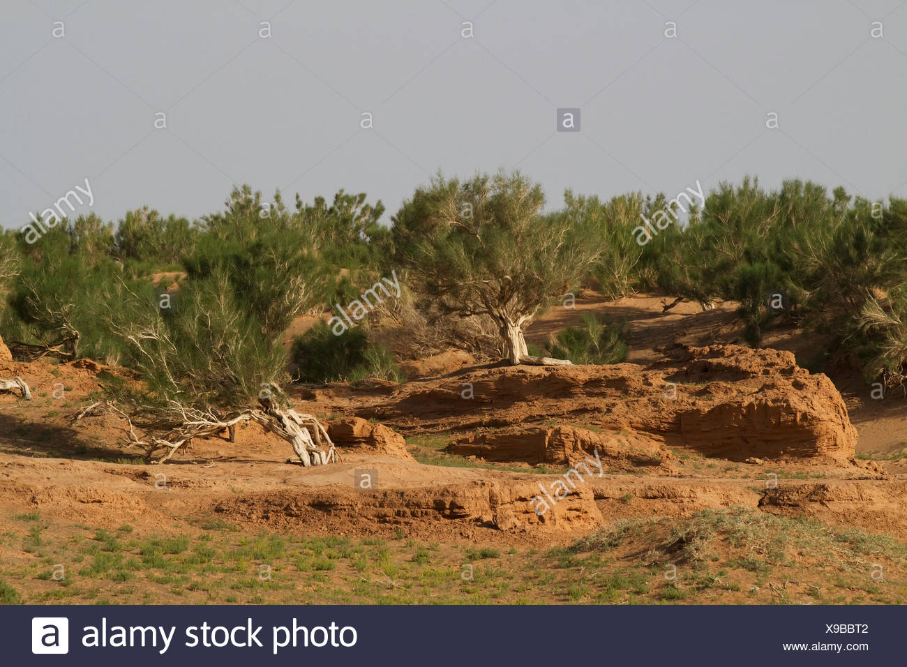 Ammodendron High Resolution Stock Photography and Images - Alamy