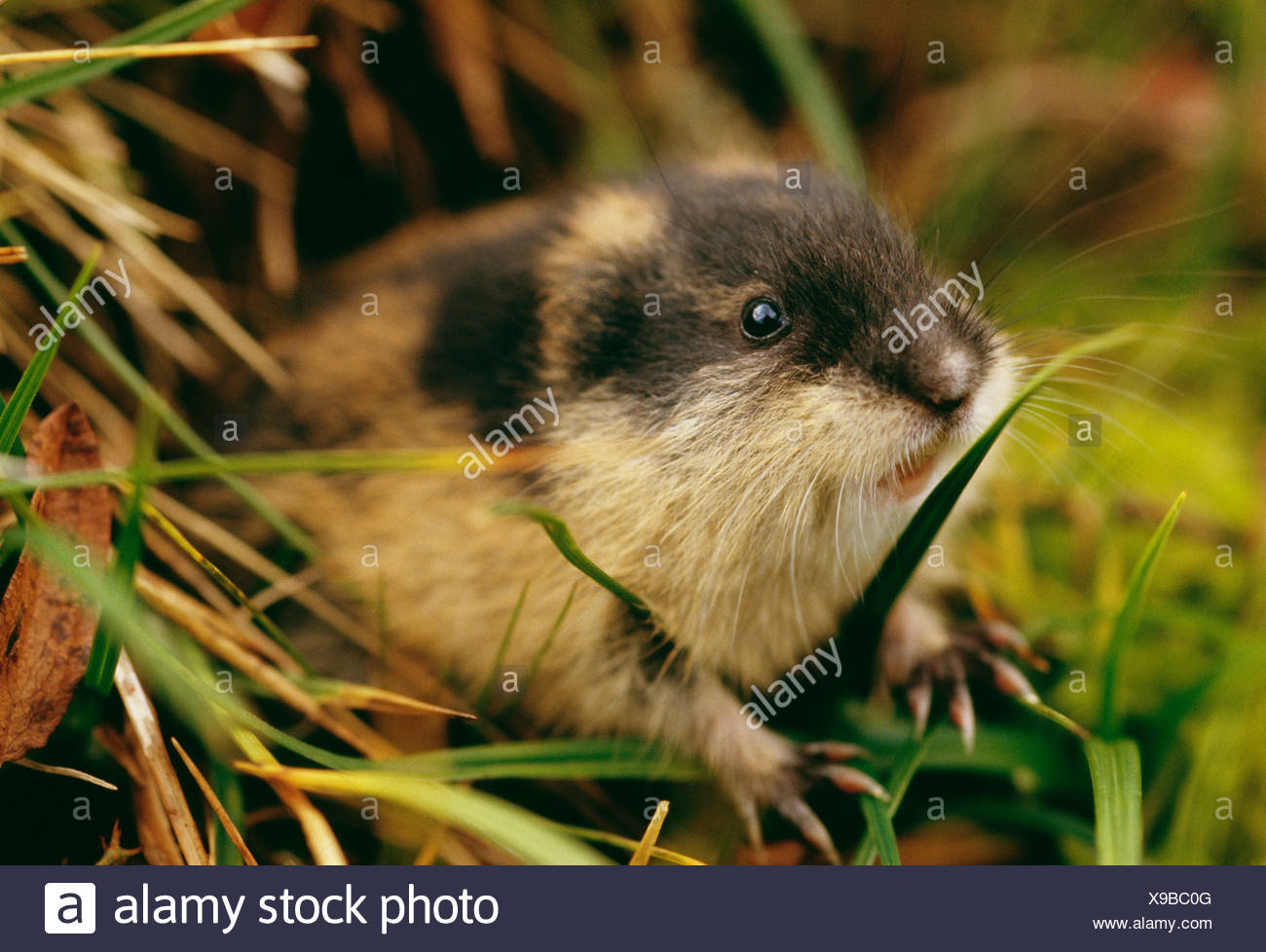 Norway Lemming Lemmus Lemmus High Resolution Stock Photography and ...