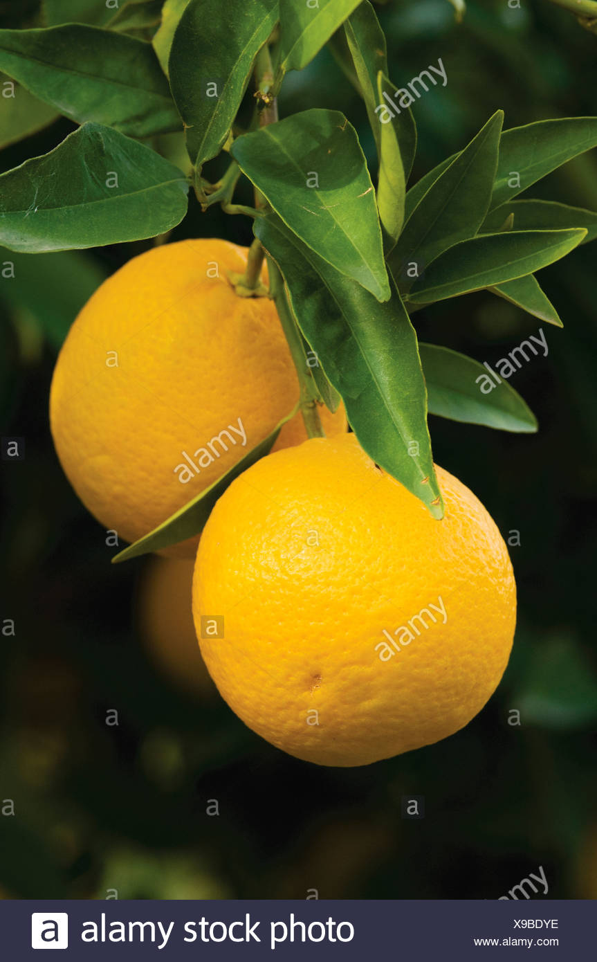 Citrus Sinensis High Resolution Stock Photography and Images - Alamy