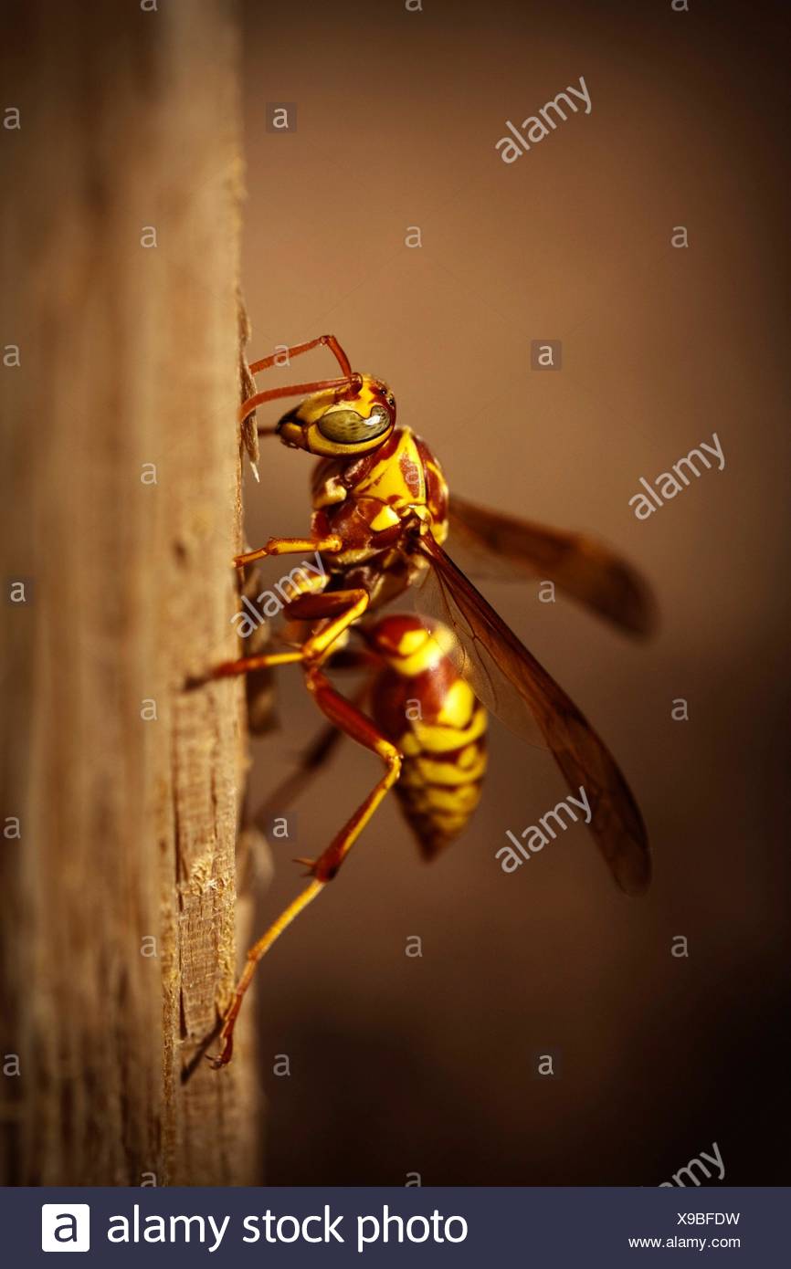 Large Wasp Stock Photos & Large Wasp Stock Images - Alamy