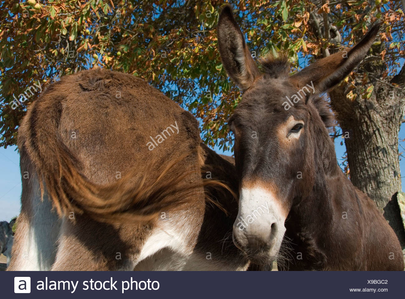 Bottom As Donkey High Resolution Stock Photography and Images - Alamy