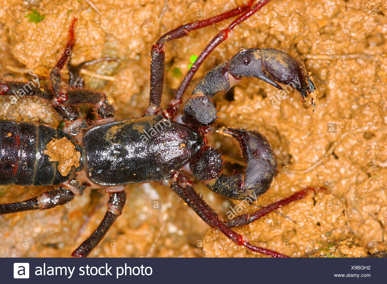 Thelyphonidae High Resolution Stock Photography and Images - Alamy