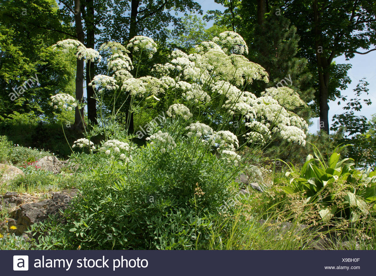 Silphion High Resolution Stock Photography and Images - Alamy