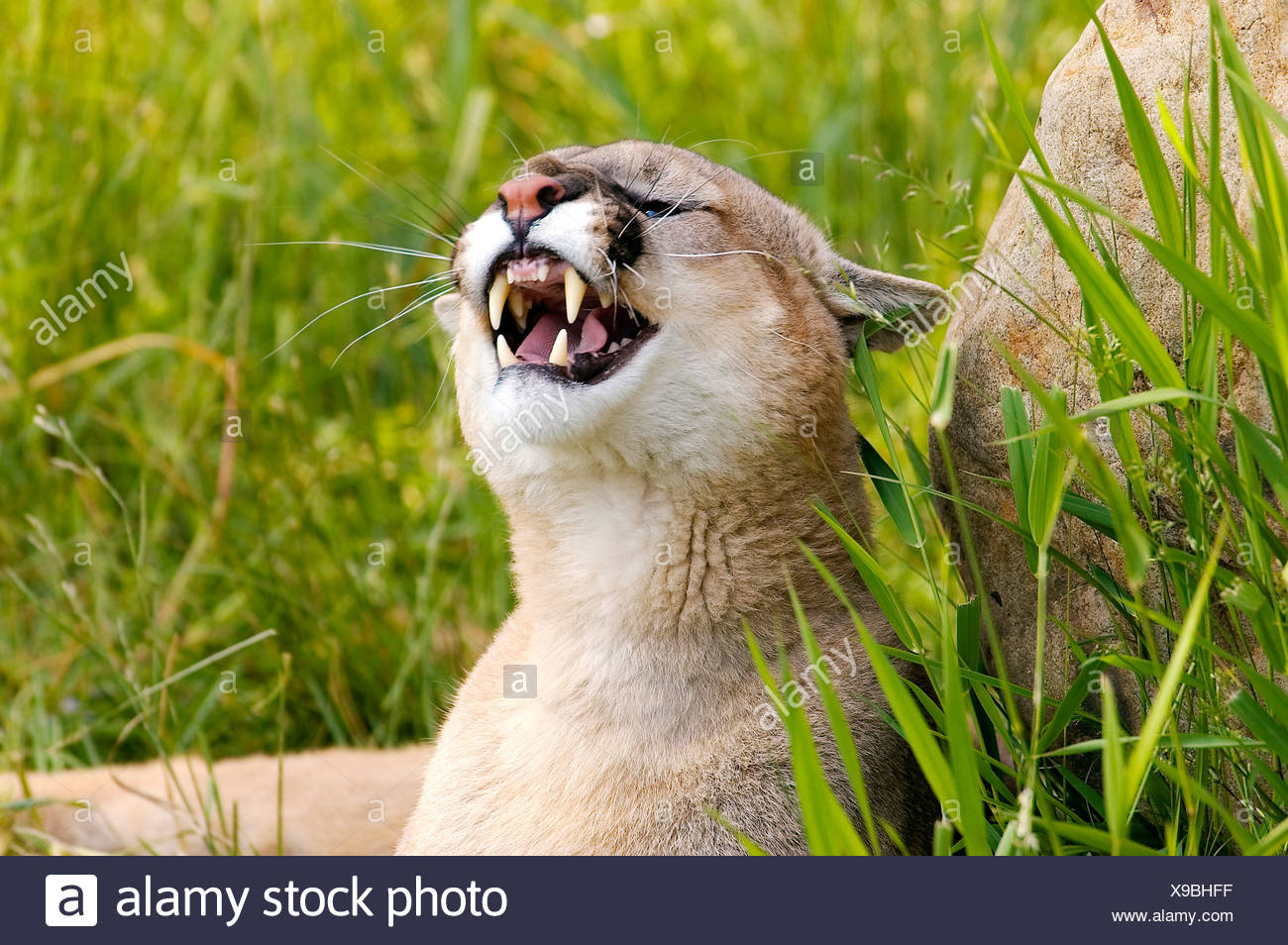 Snarling Cougar High Resolution Stock Photography and Images - Alamy