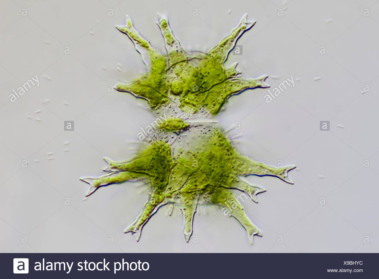 Staurastrum High Resolution Stock Photography and Images - Alamy