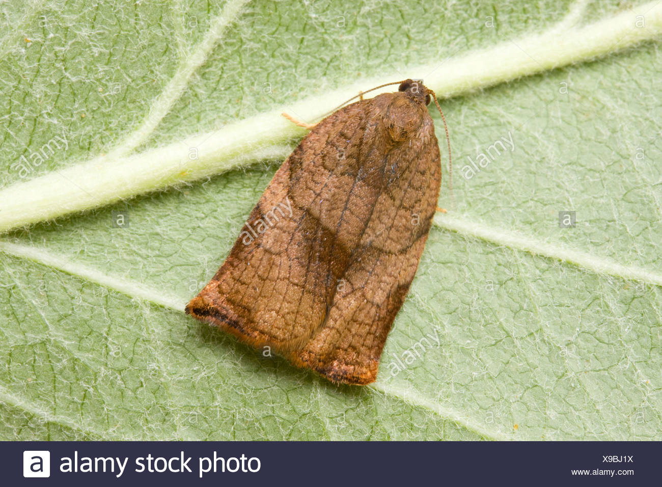 Carnation Tortrix Cacoecimorpha Pronubana Tortrix High Resolution Stock ...