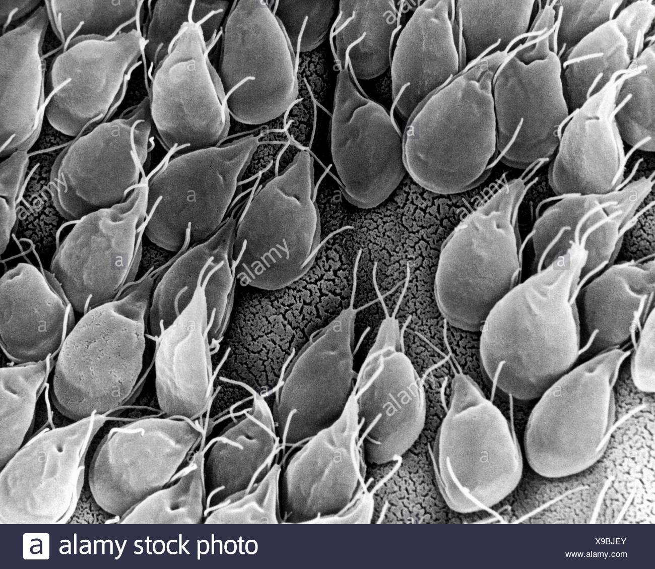 Trophozoite Stock Photos & Trophozoite Stock Images - Alamy