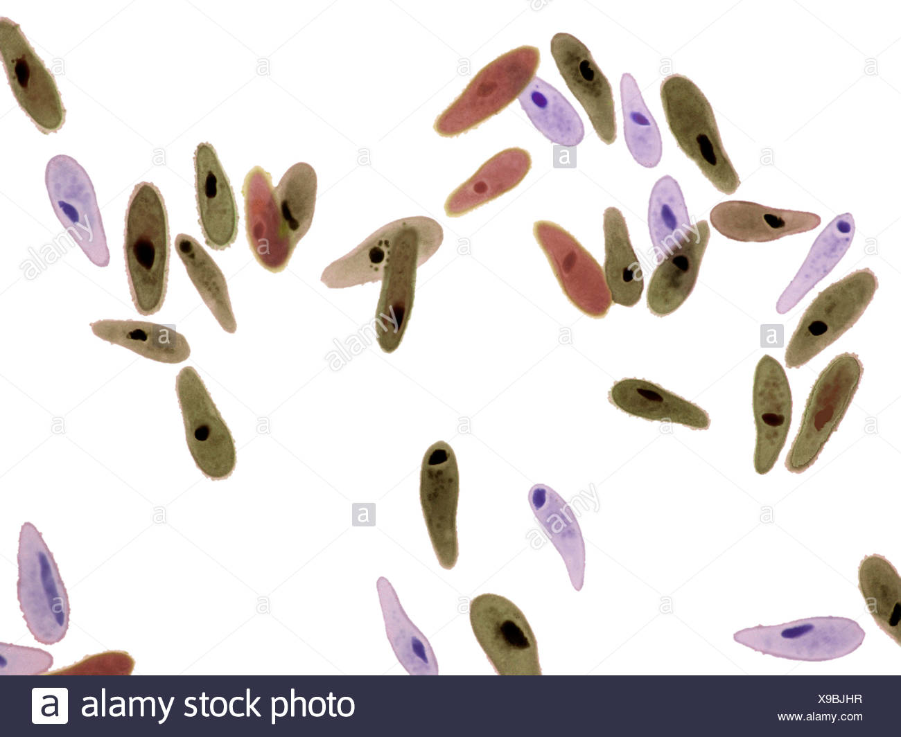 Paramecium Sp High Resolution Stock Photography and Images - Alamy