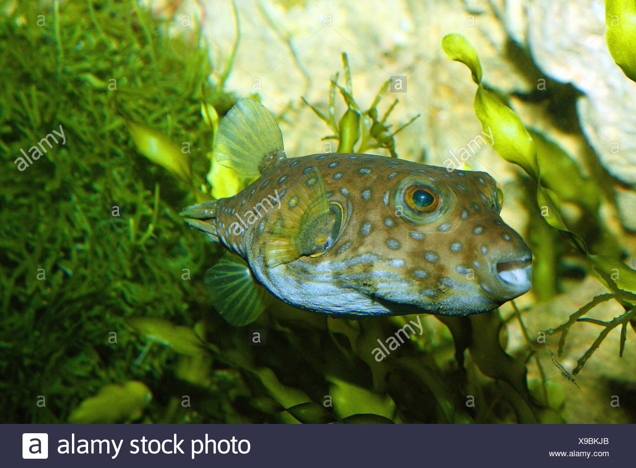Tetraodontidae Stock Photos & Tetraodontidae Stock Images - Alamy
