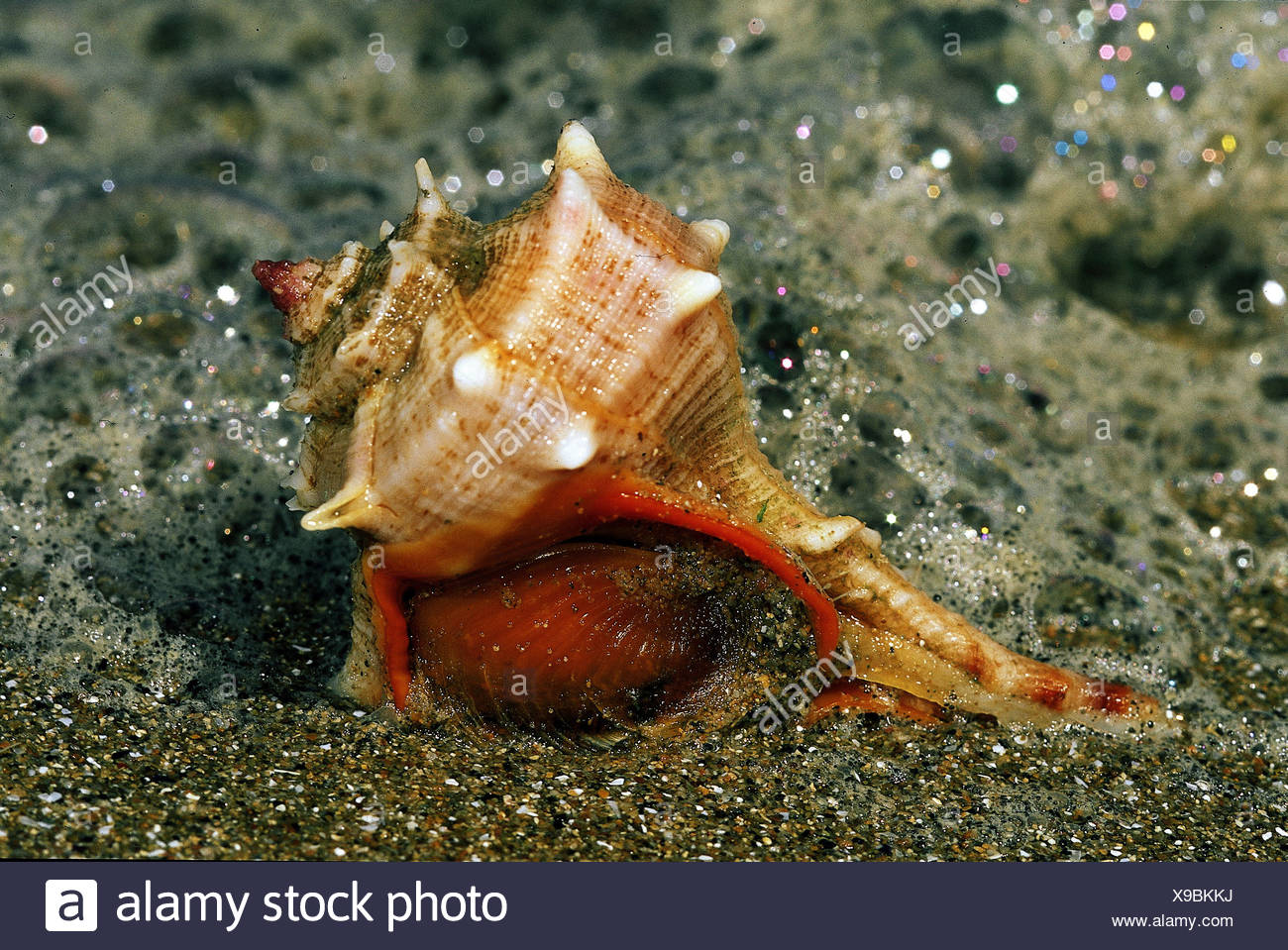 Murex Dye Stock Photos & Murex Dye Stock Images - Alamy