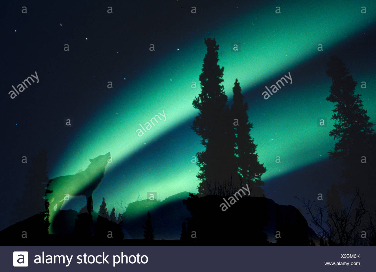 Wolves Howling Night High Resolution Stock Photography and Images - Alamy