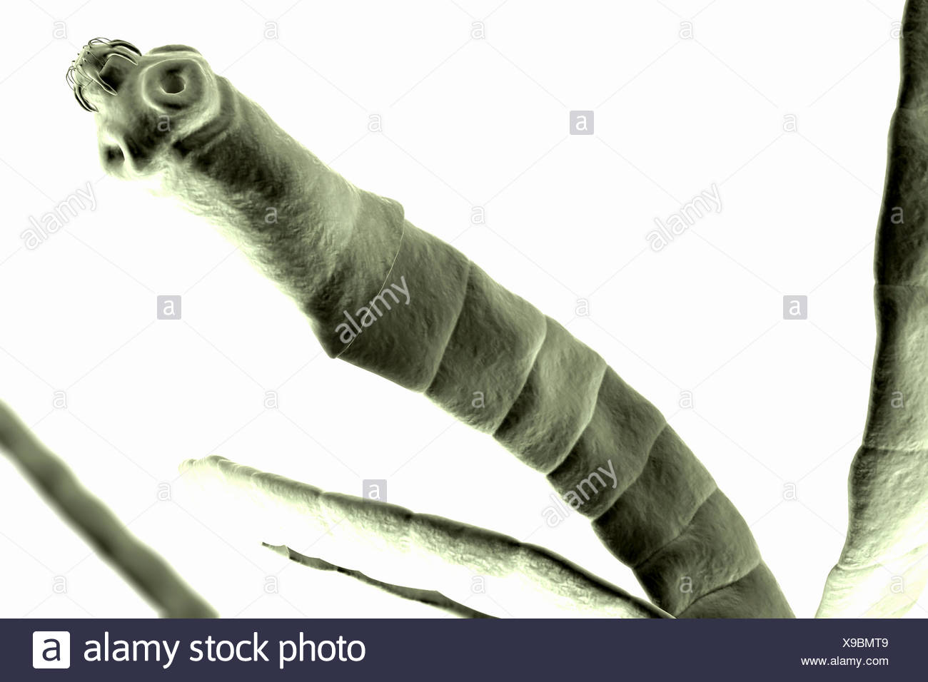 Cestoda Tapeworm High Resolution Stock Photography and Images - Alamy