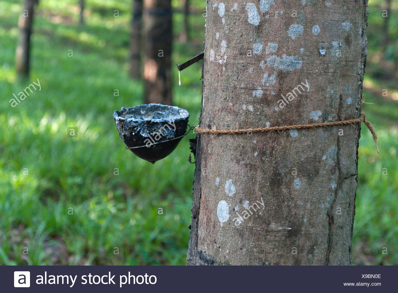 Rubber Production In India High Resolution Stock Photography and Images ...