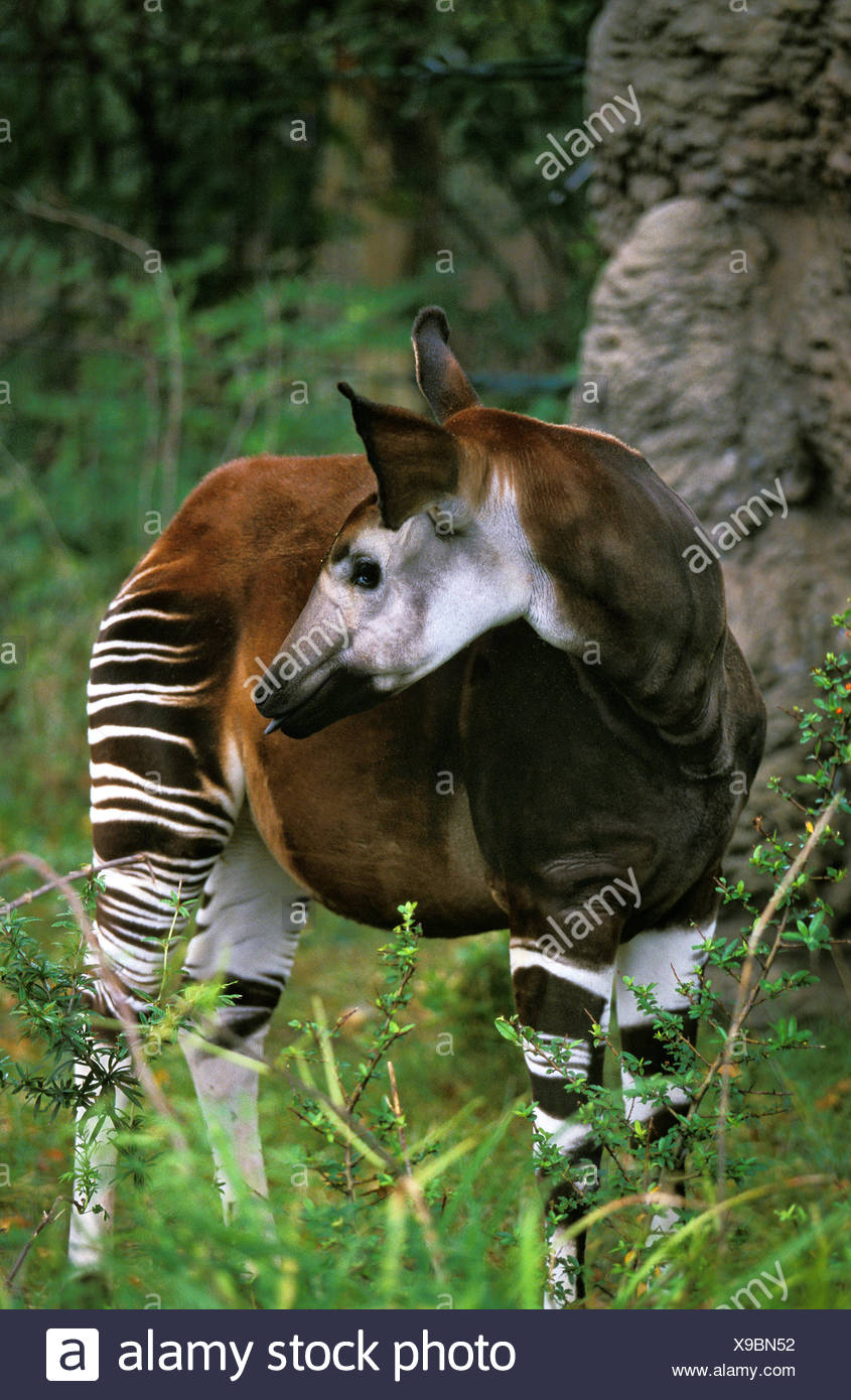 Okapi Hoofed Animals Stock Photos & Okapi Hoofed Animals Stock Images ...