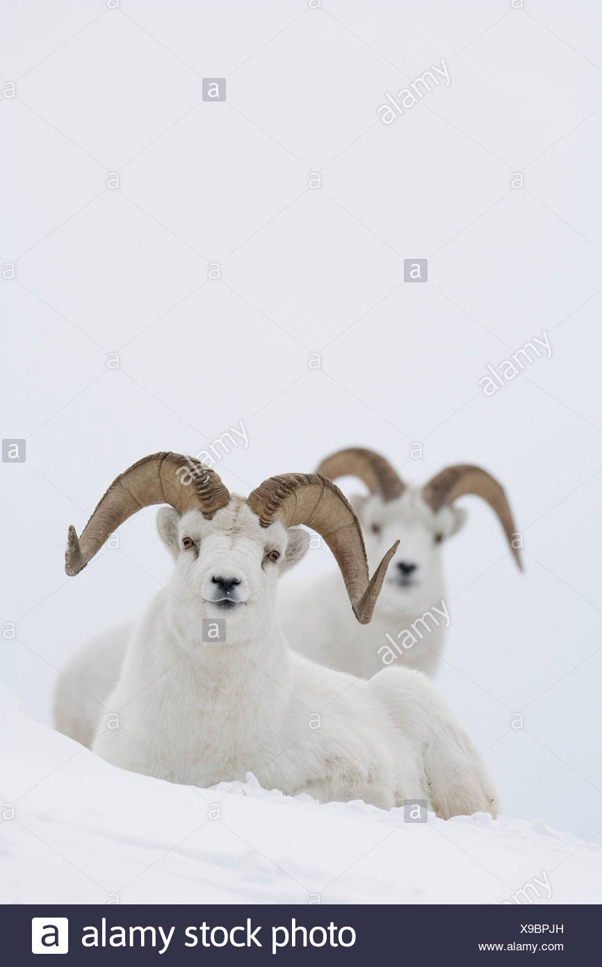 Sheep In Snow High Resolution Stock Photography and Images - Alamy