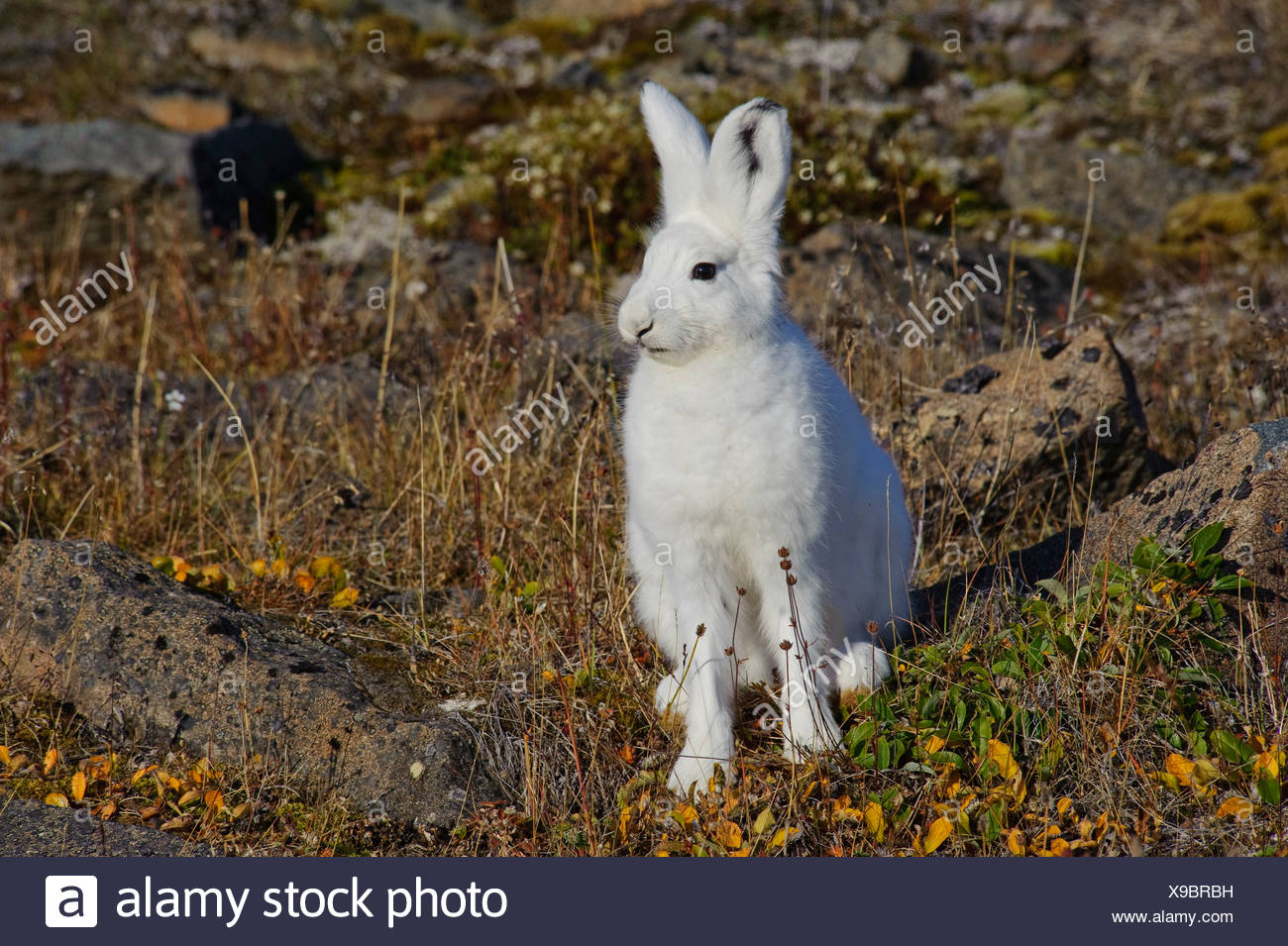 Lepus Arcticus High Resolution Stock Photography and Images - Alamy