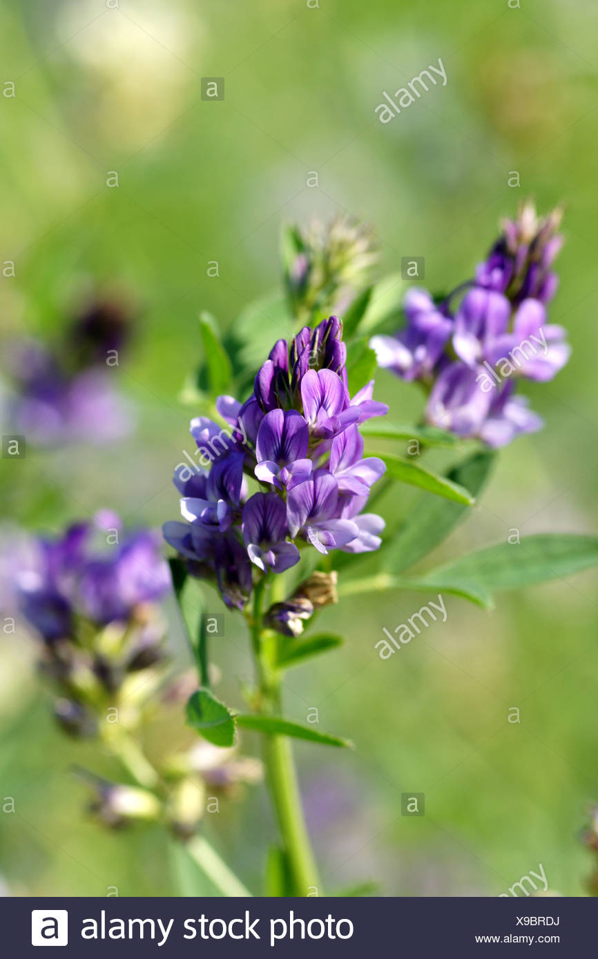 Leguminosen High Resolution Stock Photography and Images - Alamy