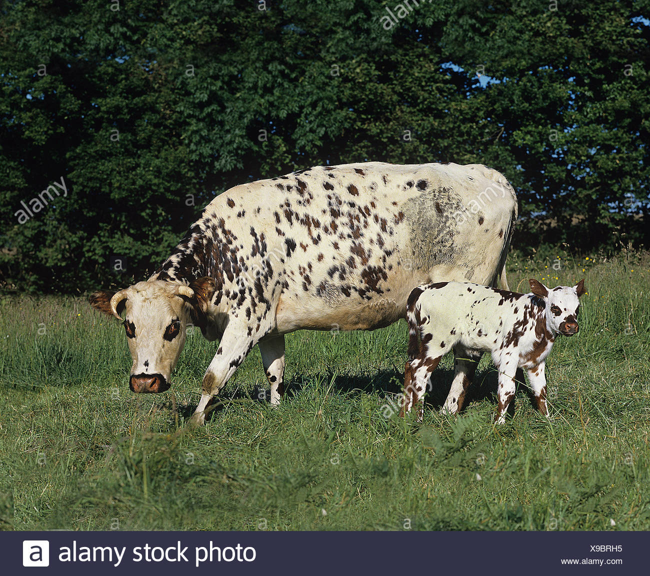 Normande Cattle High Resolution Stock Photography and Images - Alamy