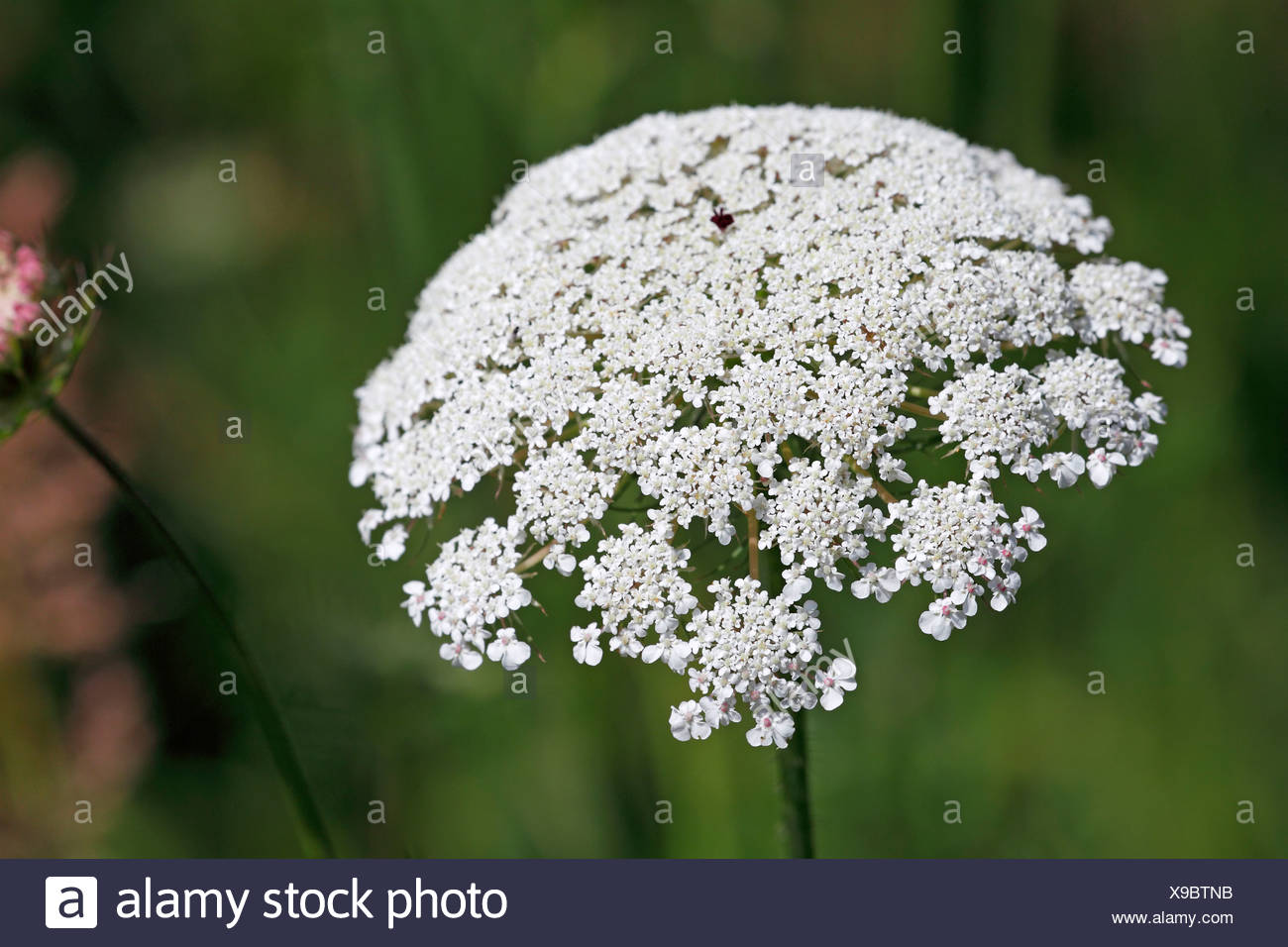 Head Inflorescence High Resolution Stock Photography and Images - Alamy