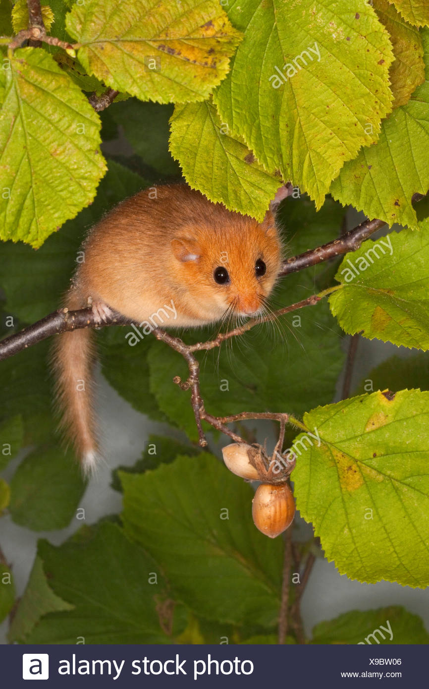 Common Dormouse Hazel Dormouse High Resolution Stock Photography and ...