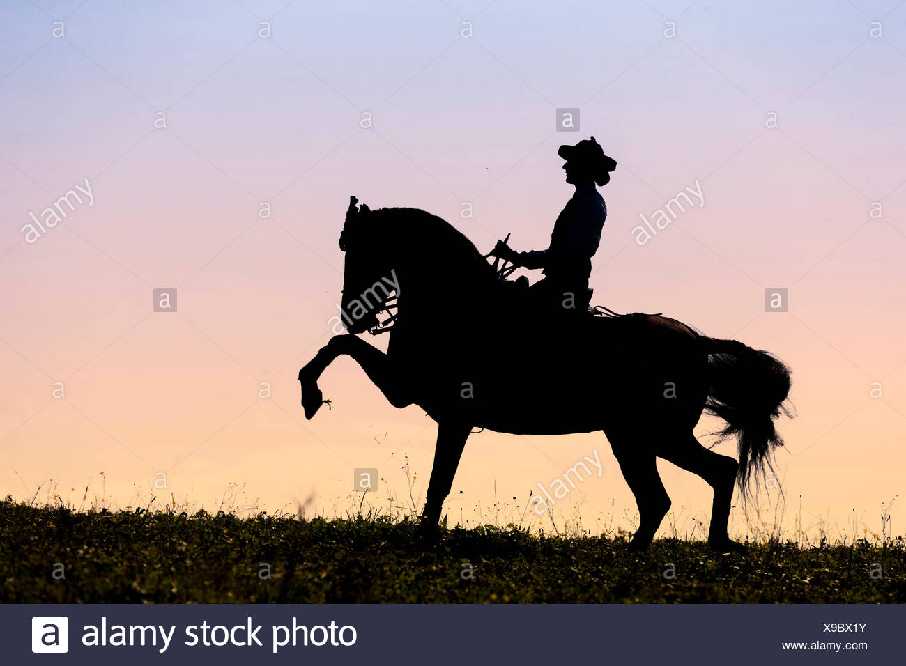 Horse Rider Performing Spanish Walk High Resolution Stock Photography ...