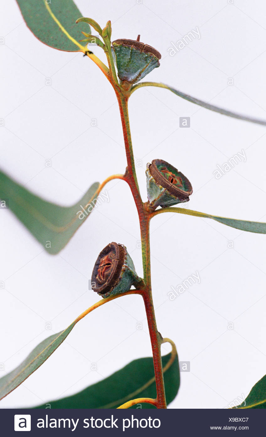 Tasmanian Blue Gum Stock Photos & Tasmanian Blue Gum Stock Images - Alamy
