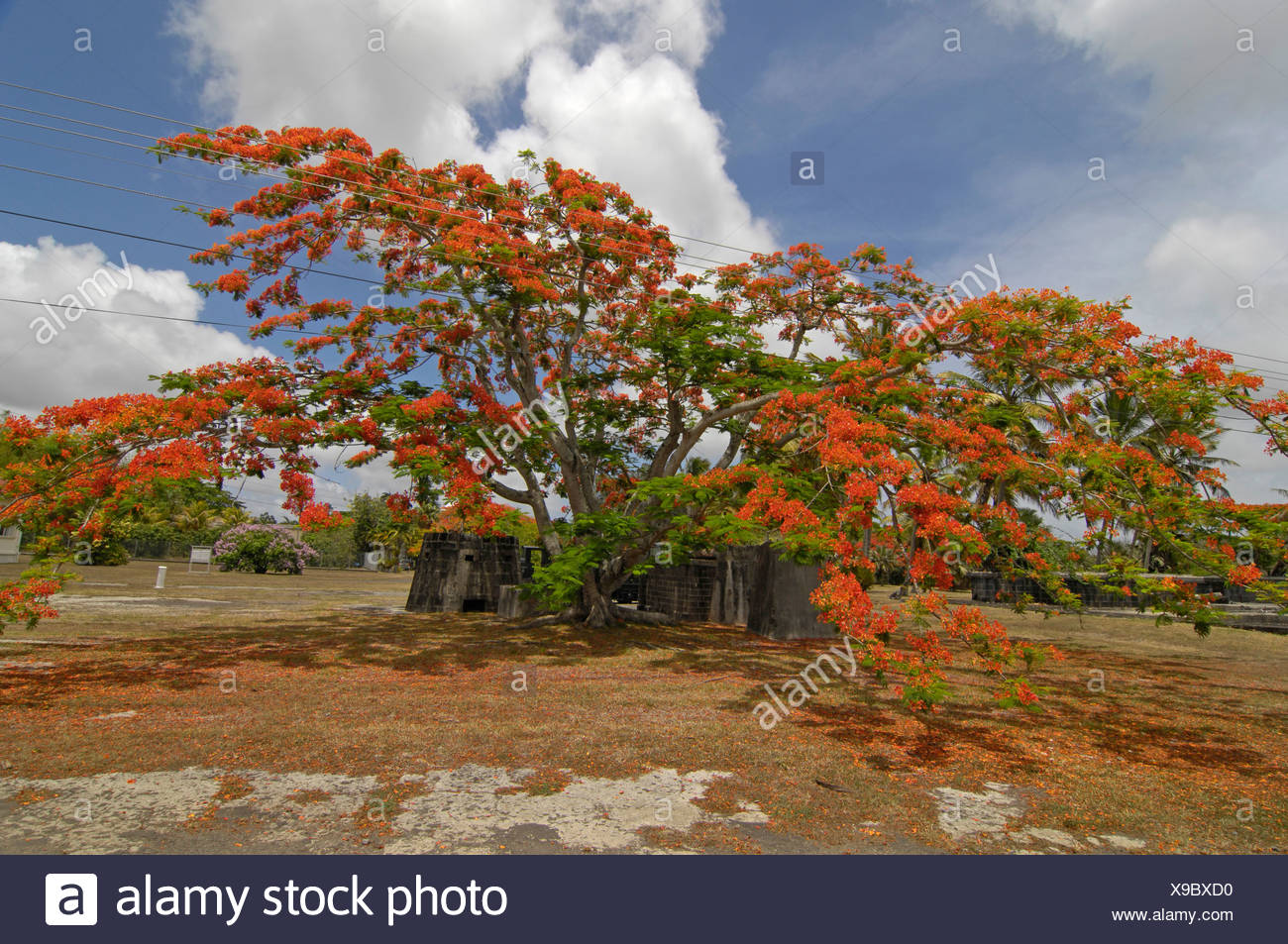 Mauritius Flamboyant Tree Flame Tree High Resolution Stock Photography ...