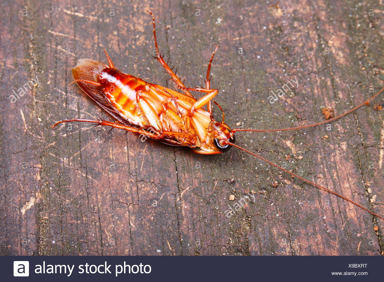 Periplaneta Americana Stock Photos & Periplaneta Americana Stock Images ...