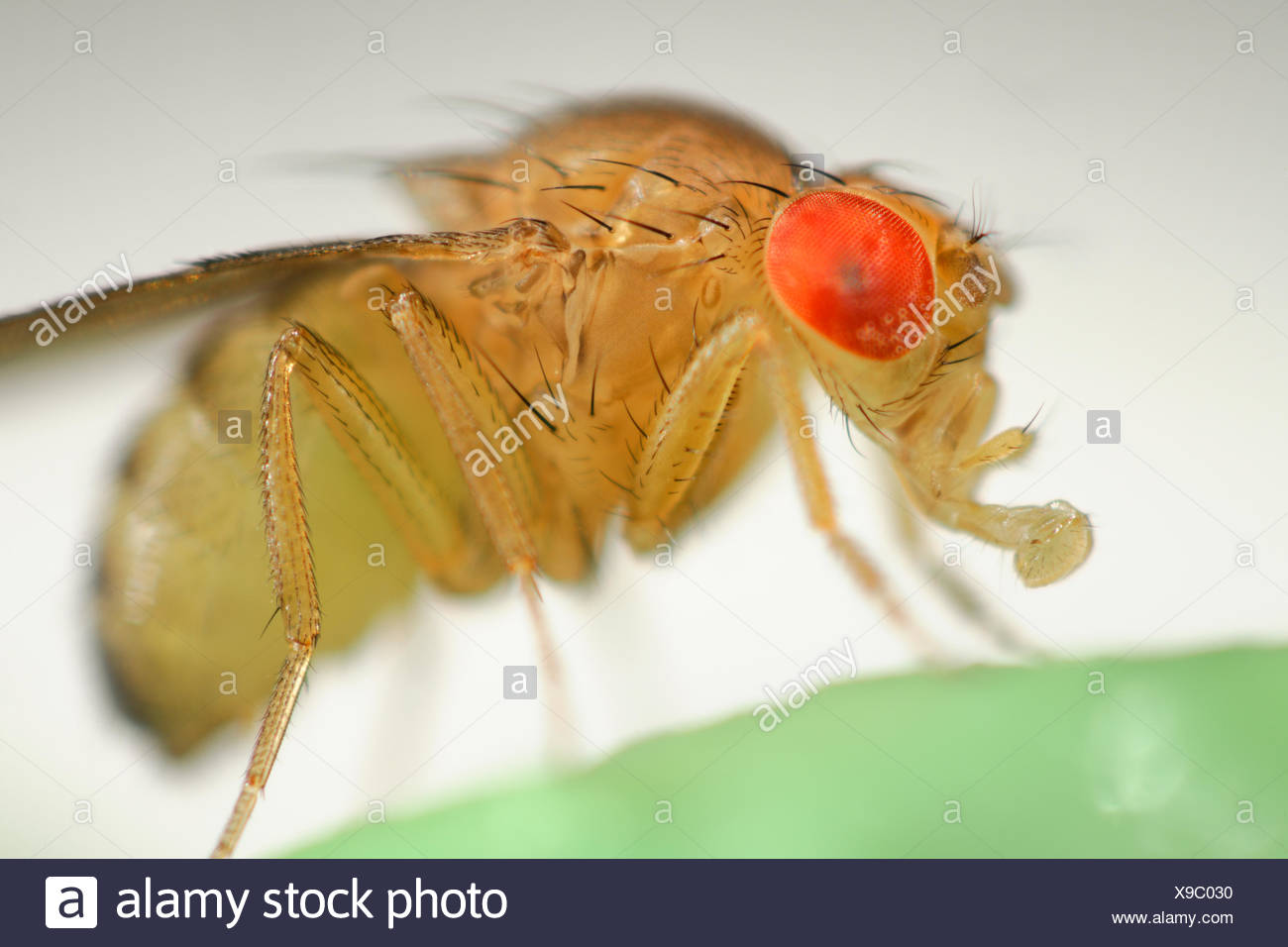 Drosophila Flies High Resolution Stock Photography and Images - Alamy