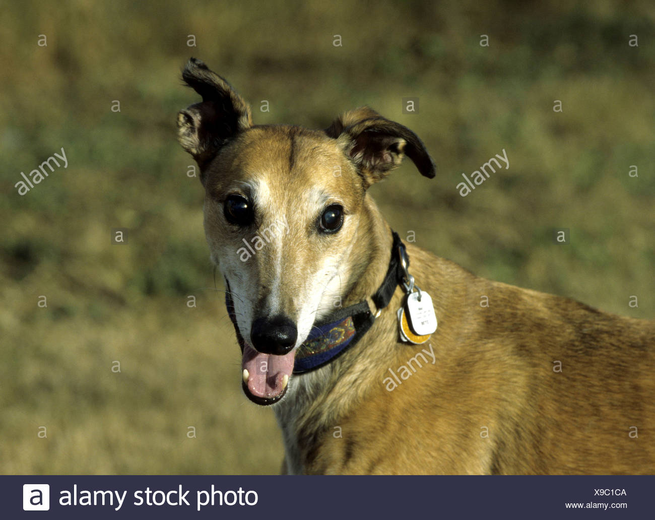 Brown Greyhound Stock Photos & Brown Greyhound Stock Images - Alamy