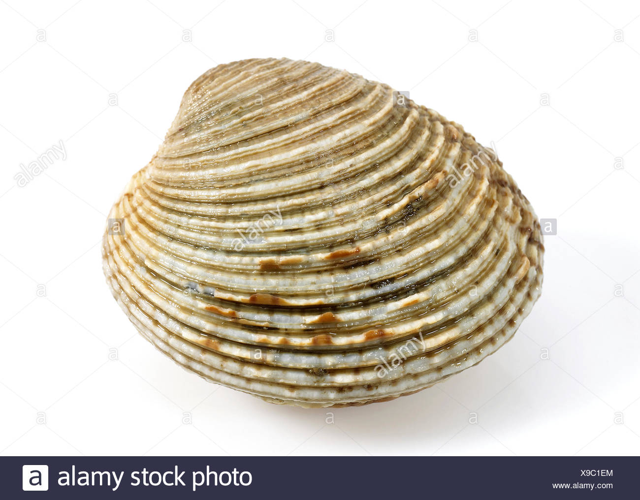 Venus Clam Shell High Resolution Stock Photography and Images - Alamy
