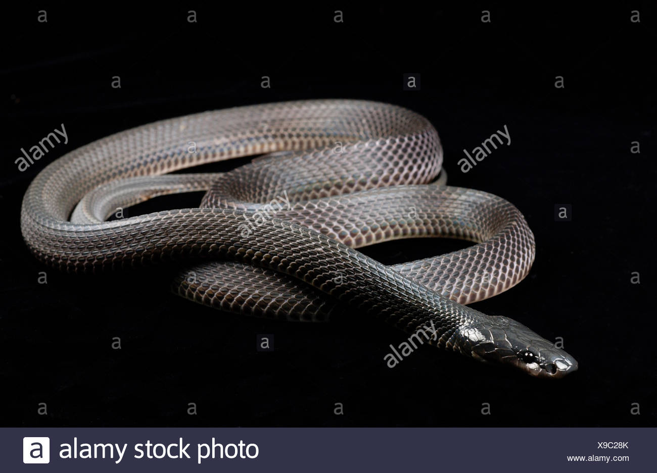 File Snake High Resolution Stock Photography and Images - Alamy