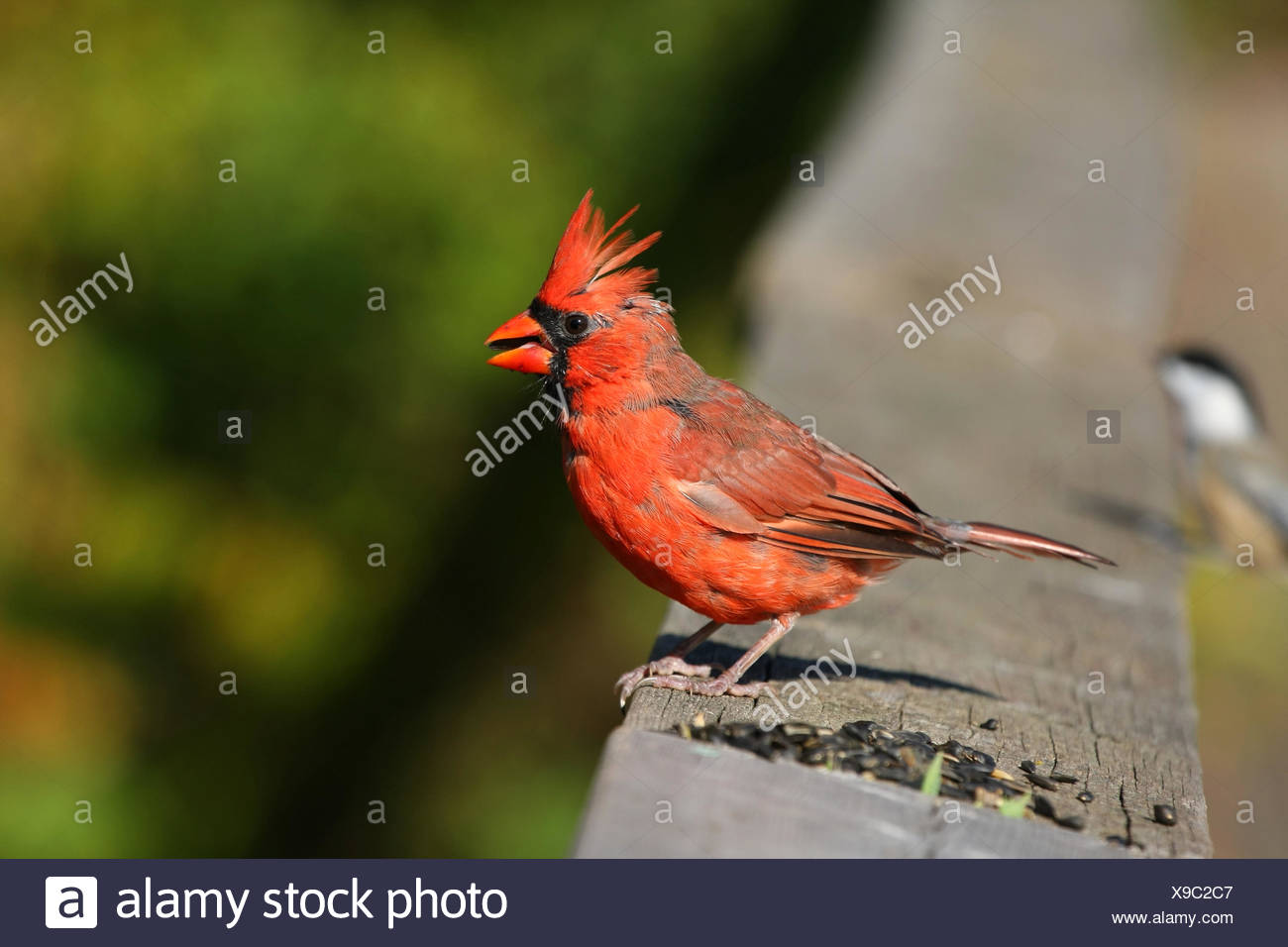 Young Male Cardinal High Resolution Stock Photography and Images - Alamy
