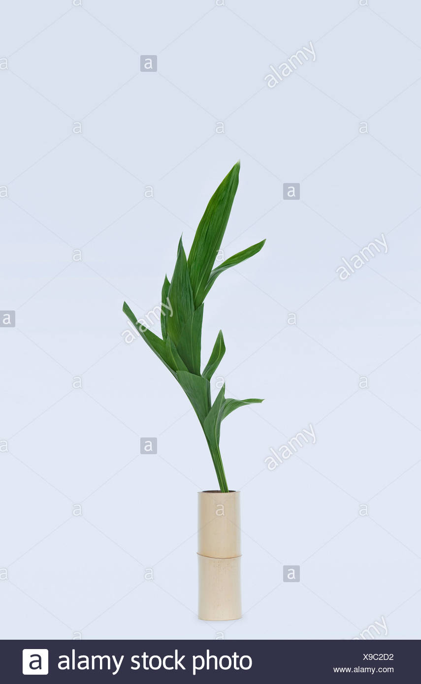 Curved Stem High Resolution Stock Photography and Images - Alamy