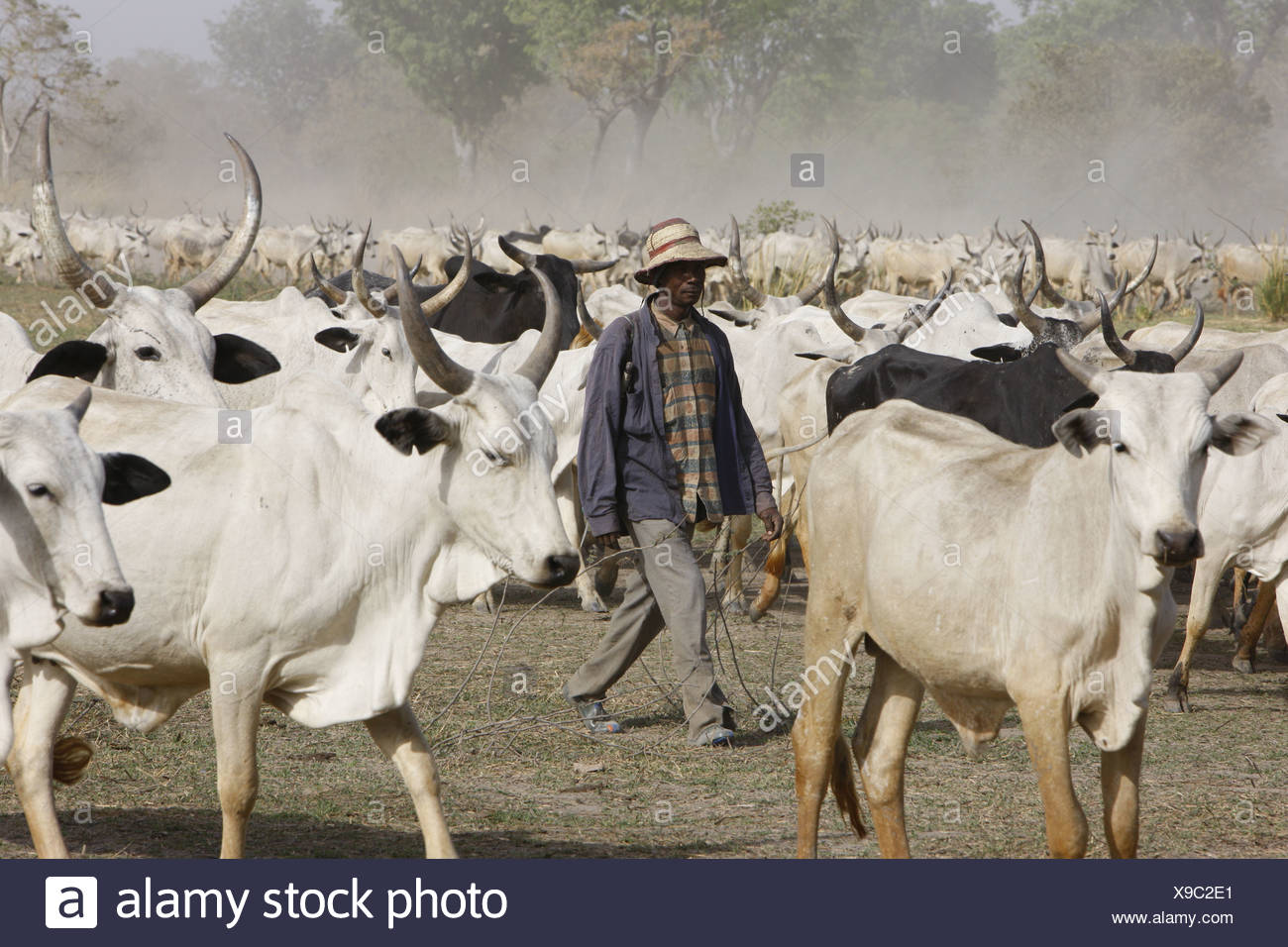 Afrikaner Cow High Resolution Stock Photography and Images - Alamy