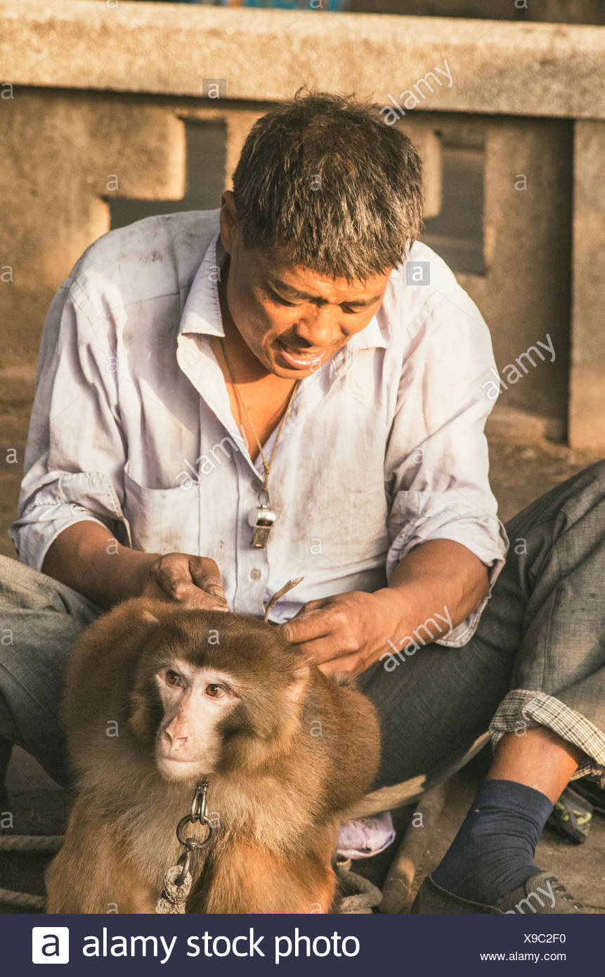 Monkey Attack High Resolution Stock Photography and Images - Alamy