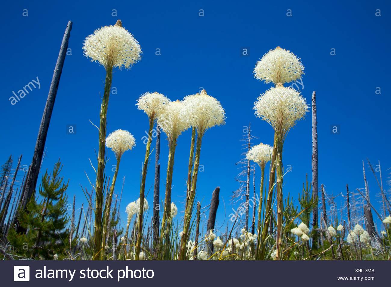 Beargrass High Resolution Stock Photography and Images - Alamy