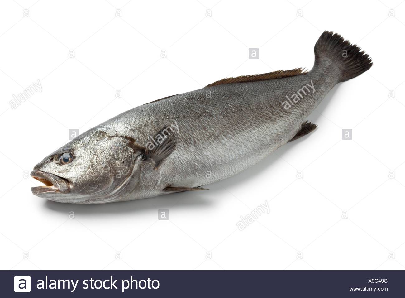 Corvina Fish High Resolution Stock Photography and Images - Alamy