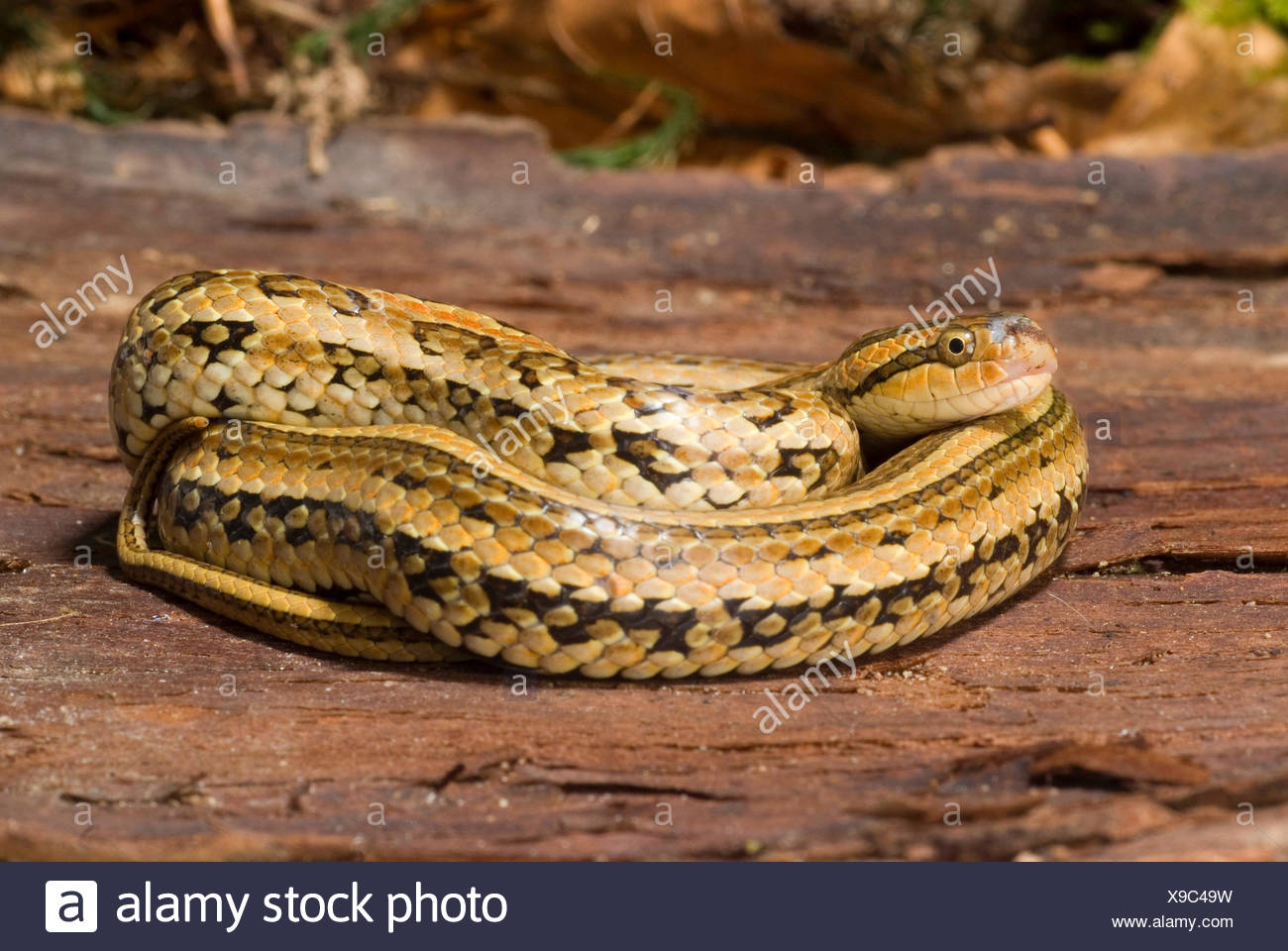 Red Ratsnake High Resolution Stock Photography and Images - Alamy