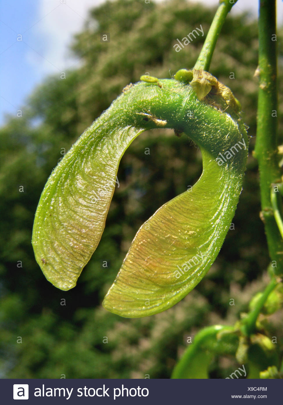 Fruit Schizocarp Stock Photos & Fruit Schizocarp Stock Images - Alamy