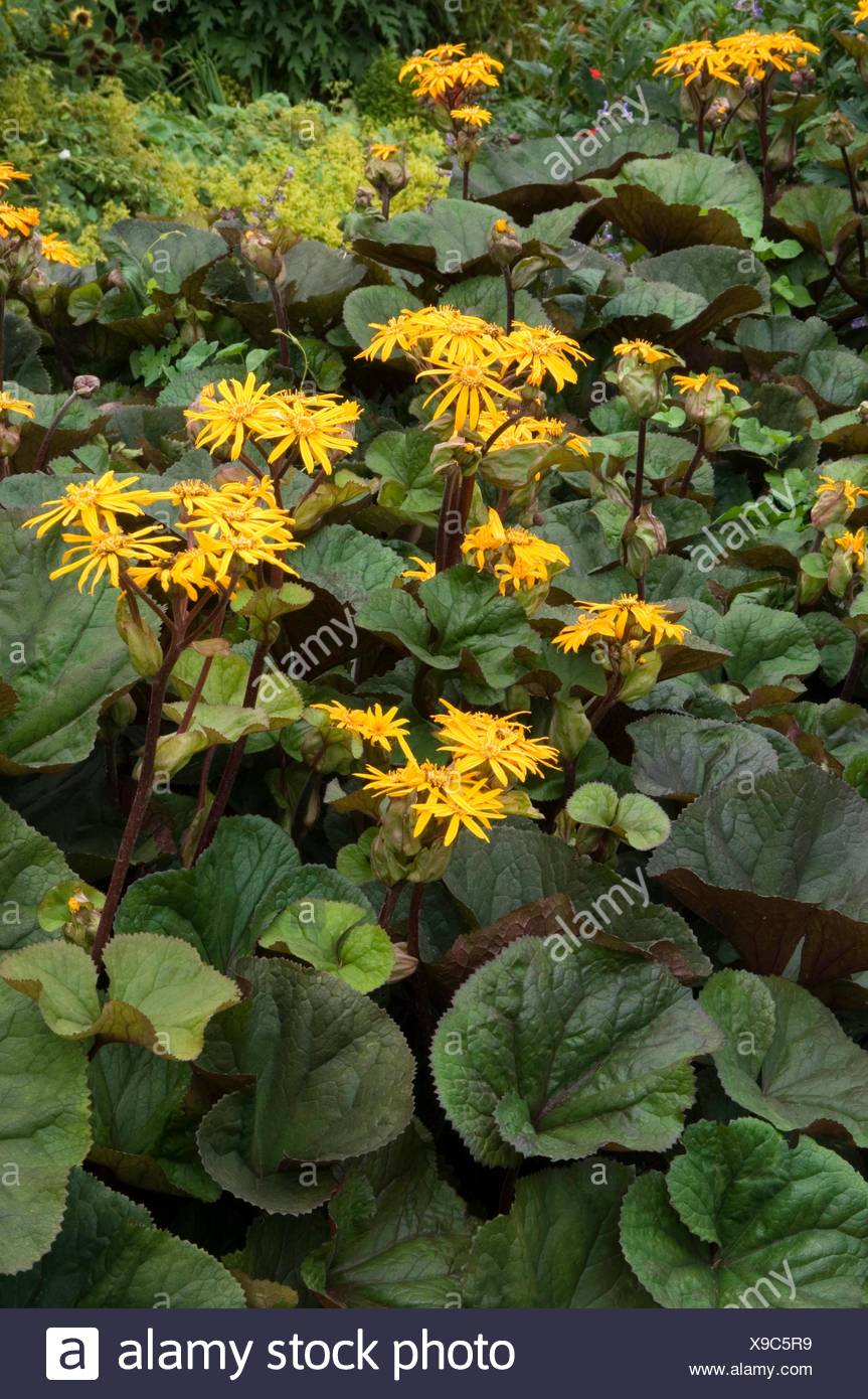 Ligularia High Resolution Stock Photography and Images - Alamy