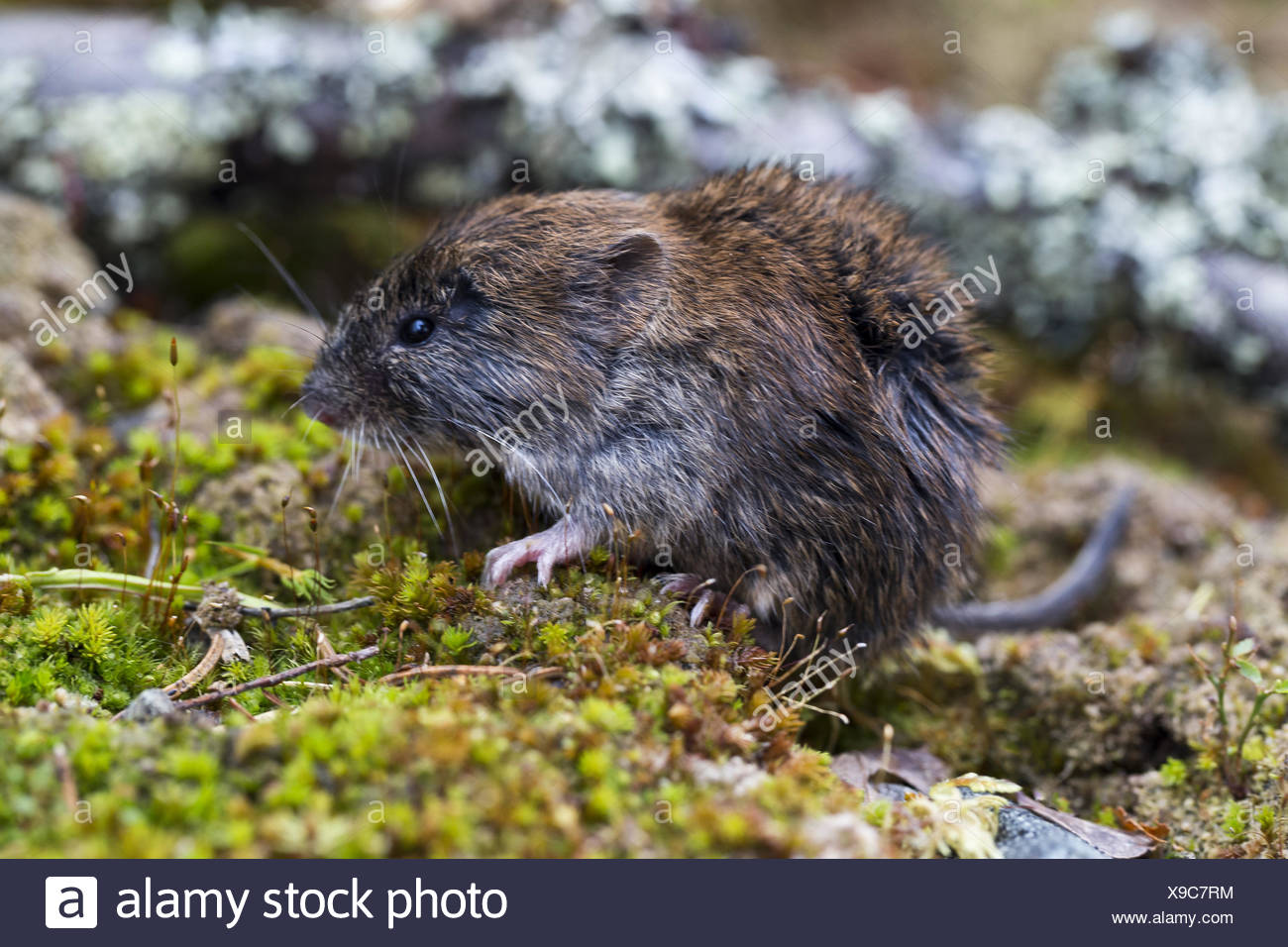 Red Backed Vole High Resolution Stock Photography and Images - Alamy