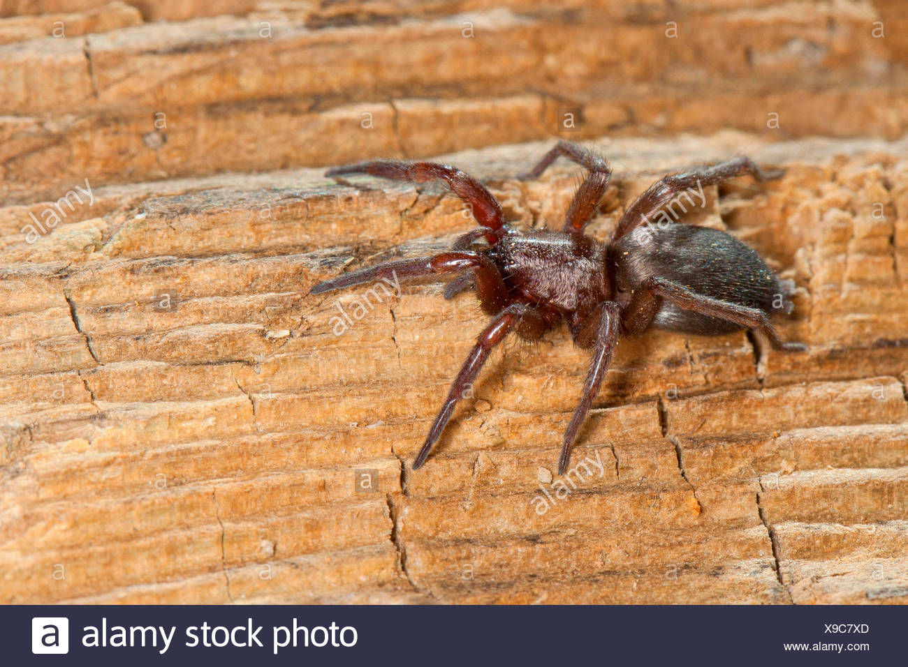 Wood Spiders High Resolution Stock Photography and Images - Alamy