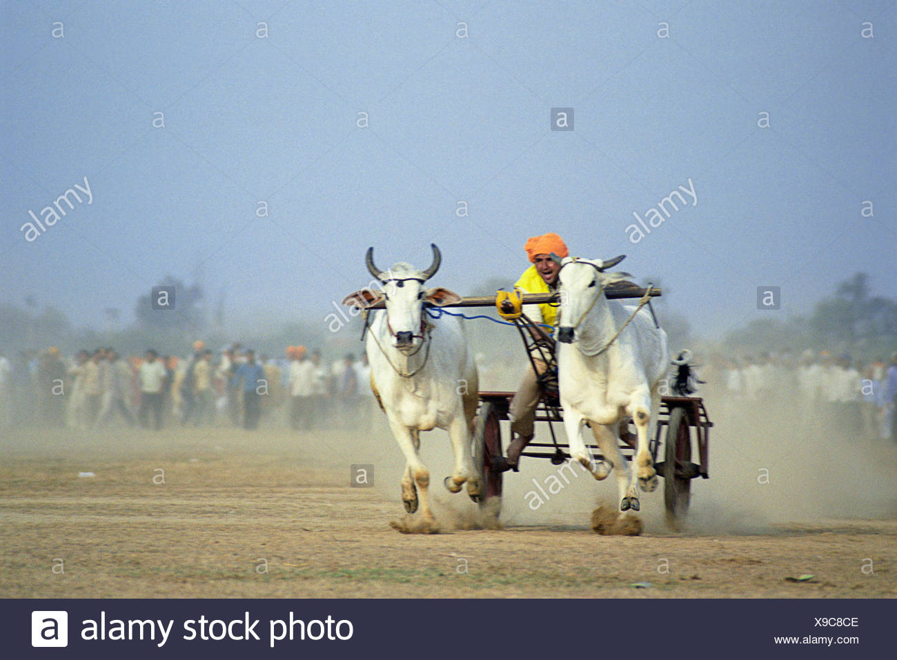 Indian Bullock Cart Race High Resolution Stock Photography and Images ...