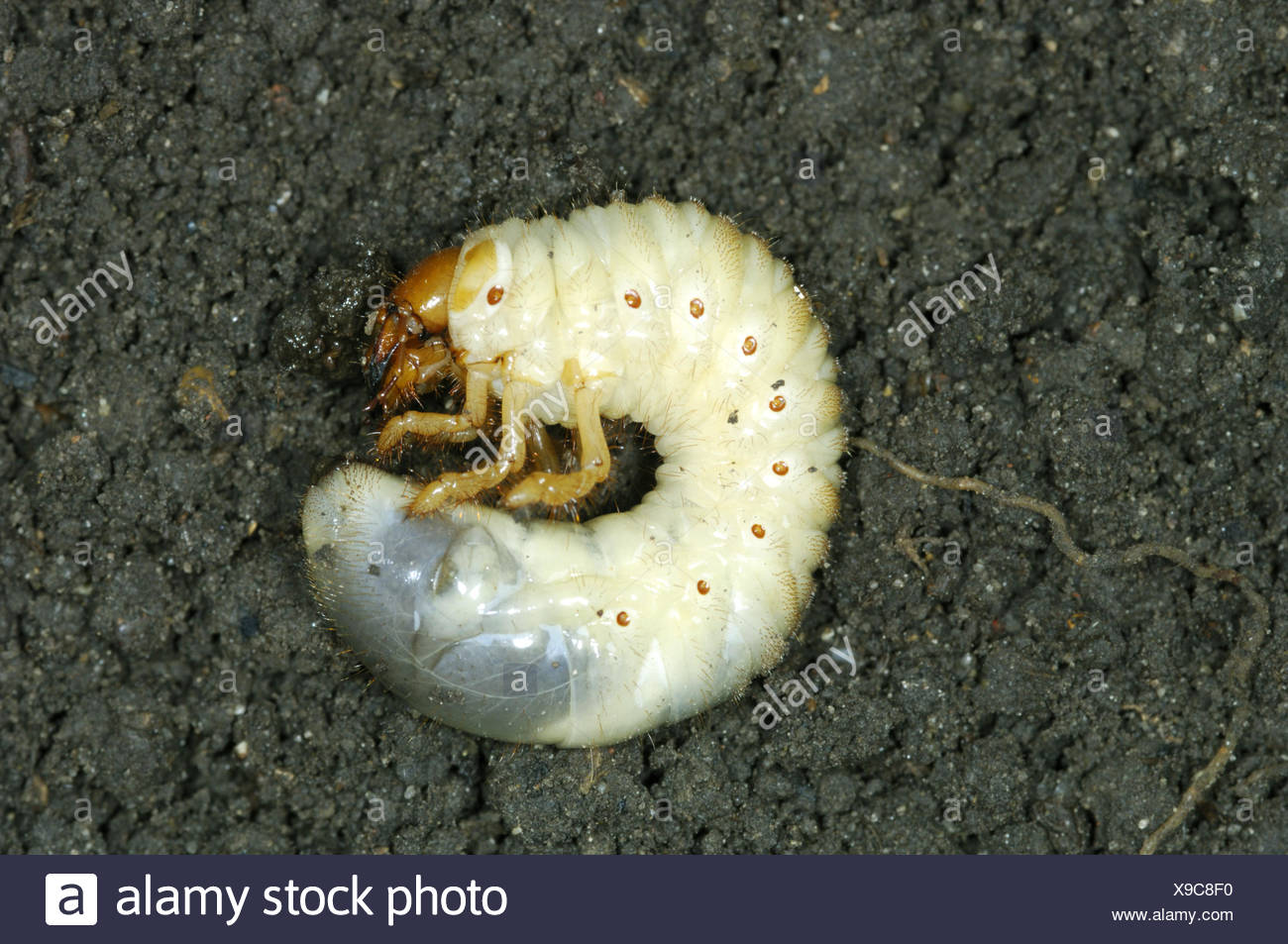 Melolontha Melolontha Larva High Resolution Stock Photography and ...