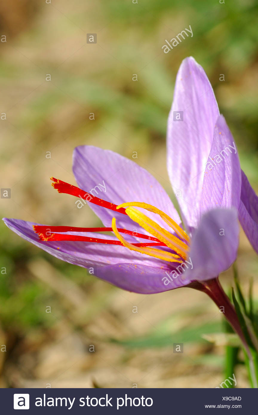 Safran Blume High Resolution Stock Photography and Images - Alamy