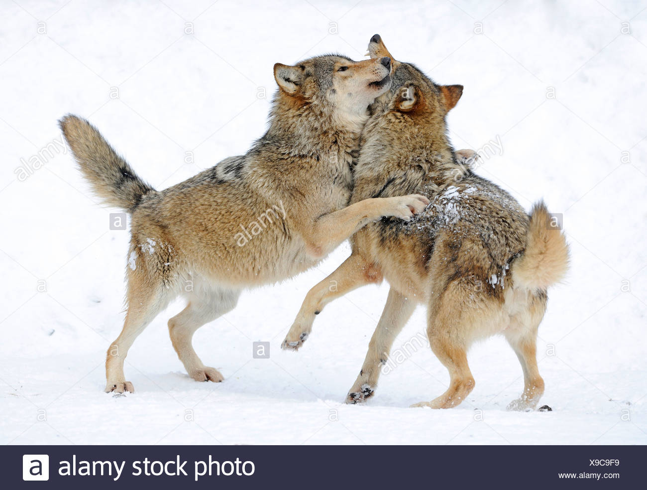 Wolf Pups Playing High Resolution Stock Photography and Images - Alamy